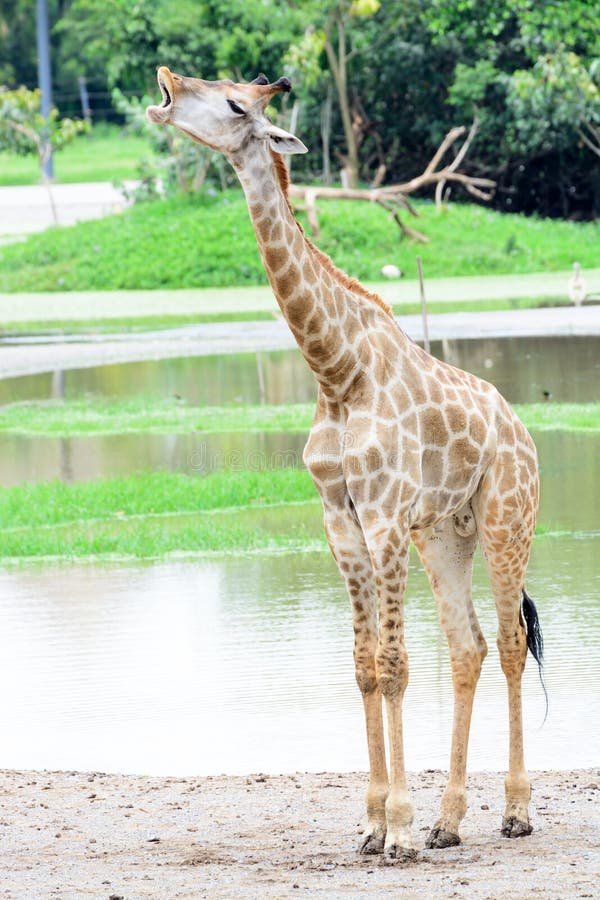 Long cou de girafe image stock. Image du afrique, isolement - 43563643