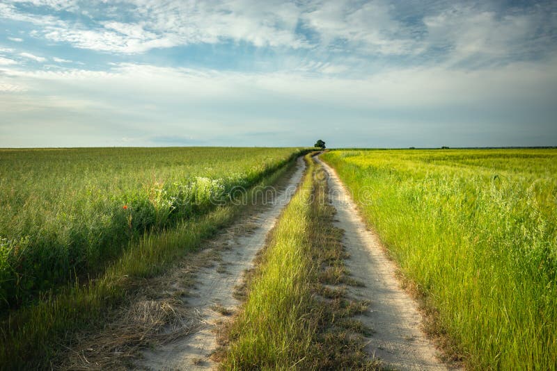 A Long Country Road through Fields with Grain and Sky Stock Image ...