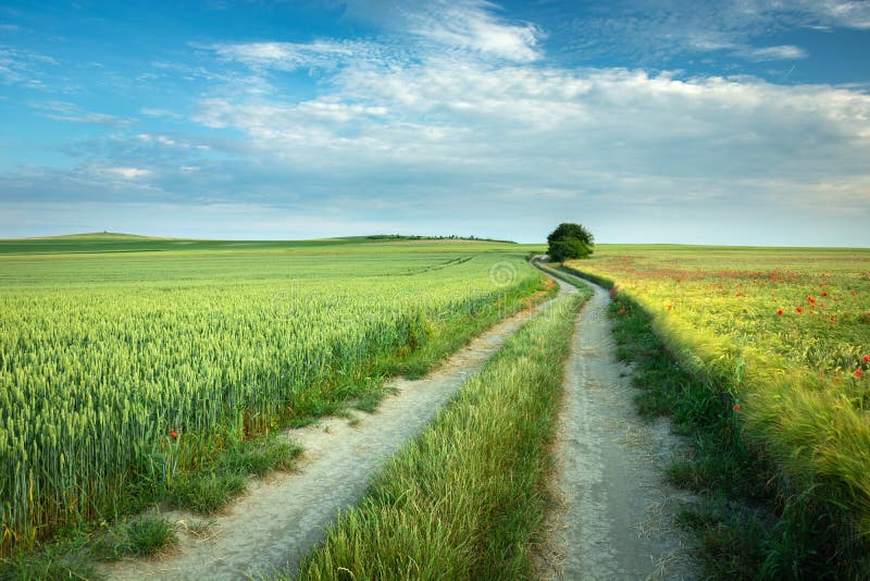 A Long Country Road through Fields with Green and Yellow Grain and Sky ...