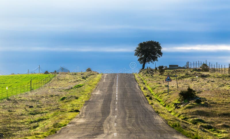 Long Country Road with Markings and Single Tree Stock Image - Image of ...