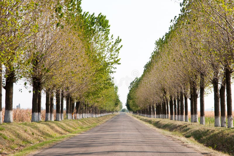 Country drive stock image. Image of road, green, space - 33381855