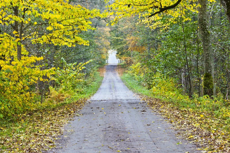 Long countryside road stock photo. Image of scene, roadside - 20988072