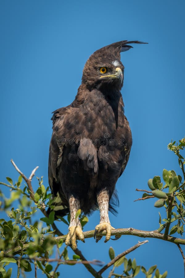 Long-crested Eagle Perched on Branch Looking Down Stock Image - Image ...