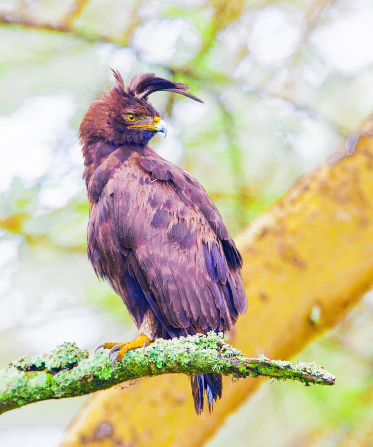 Long Crested Hawk-Eagle stock photo. Image of safari, maasai - 9960622