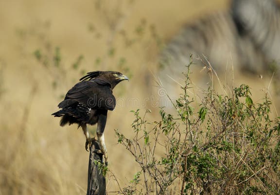 Long-crested Eagle Perched on a Log and Bokeh of Zebra Stock Photo ...