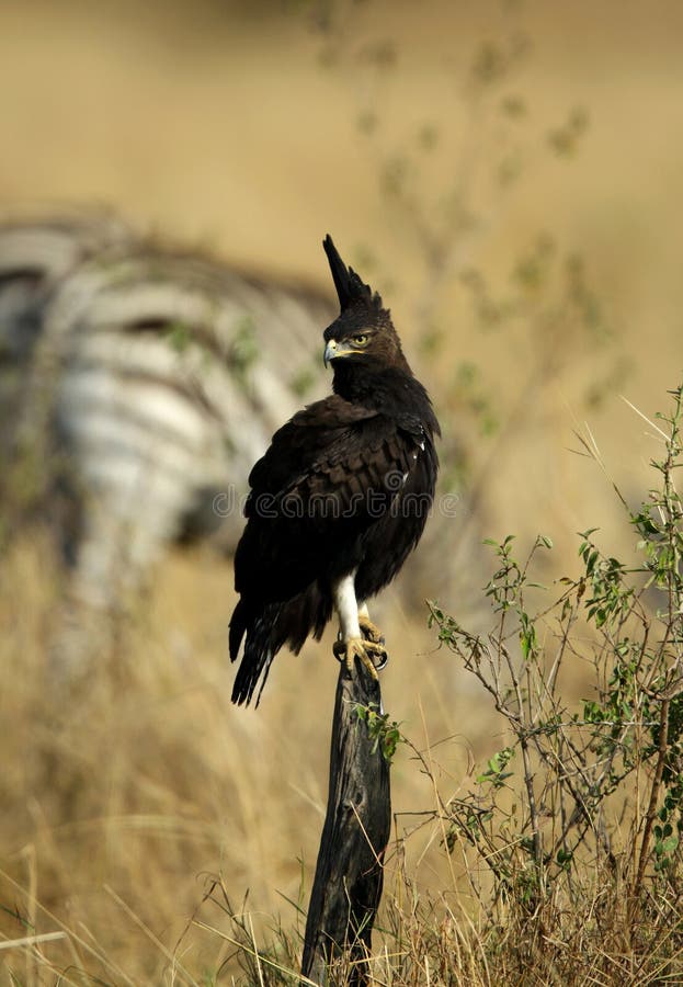 Zebra in the Masai Mara National Reserve in Kenya Stock Photo - Image ...