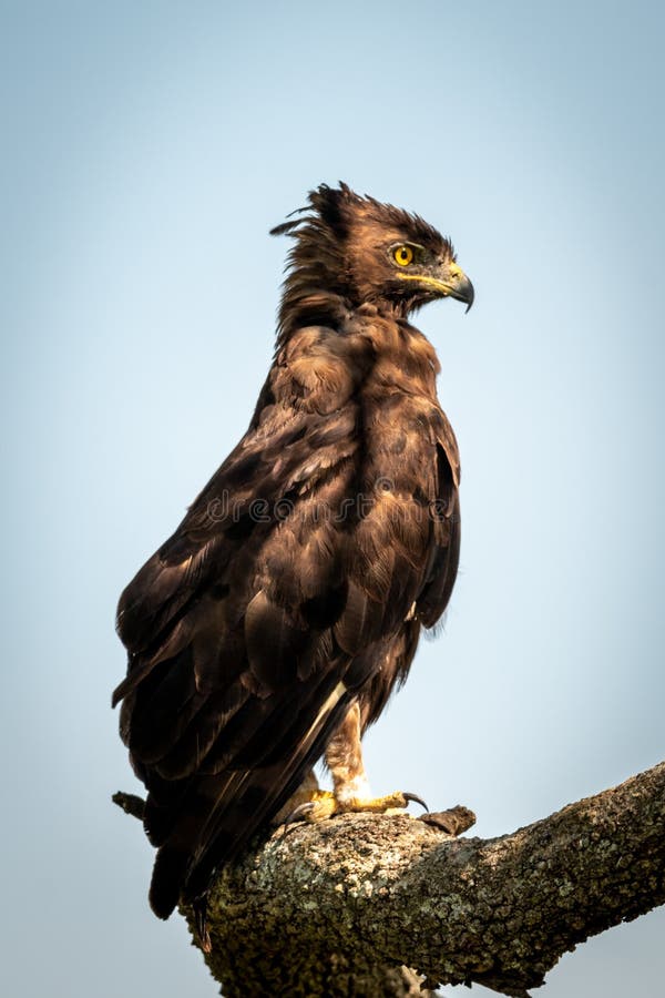Long-crested Eagle Perches in Profile on Branch Stock Photo - Image of ...