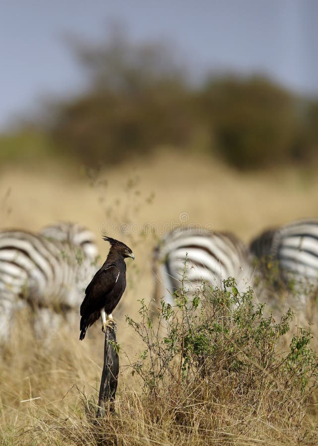 Long-crested Eagle and Zebra Bokeh Stock Photo - Image of beak, wing ...