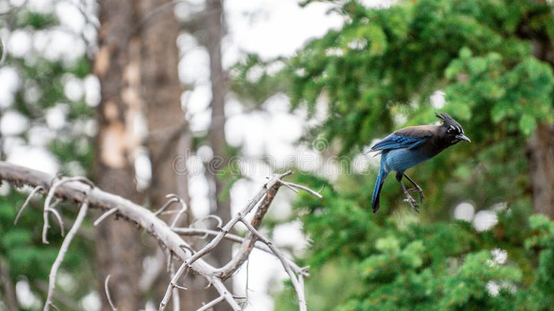 Long-crested Jay Bird Jumping from a Tree Branch in the Forest Stock ...