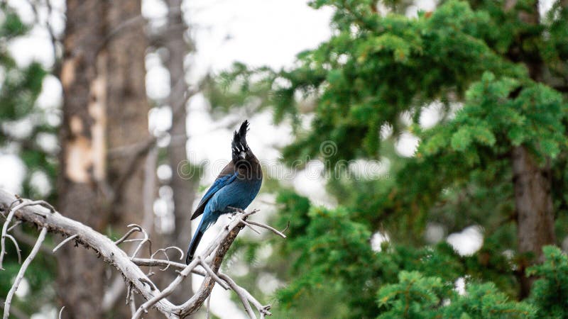Long-crested Jay Bird Perched on a Tree Branch in the Forest Stock ...