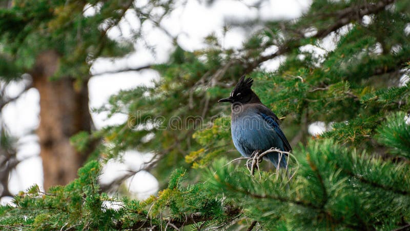 Long-crested Jay Bird Perched on a Tree Branch in the Forest Stock ...
