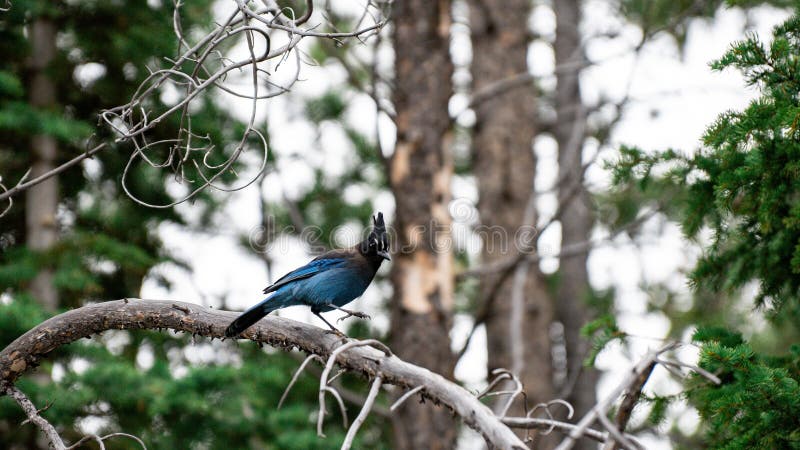 Long-crested Jay Bird Perched on a Tree Branch in the Forest Stock ...