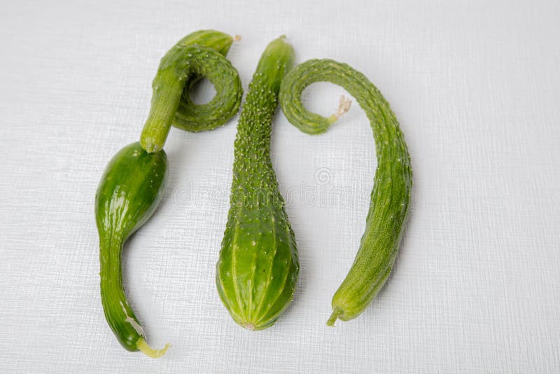 Crooked Cucumbers. Cucumber Grown with Incomplete Watering. Diseases of ...