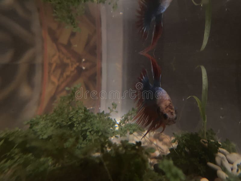 Long crown tail Betta fish stock photo. Image of underwater - 262780764