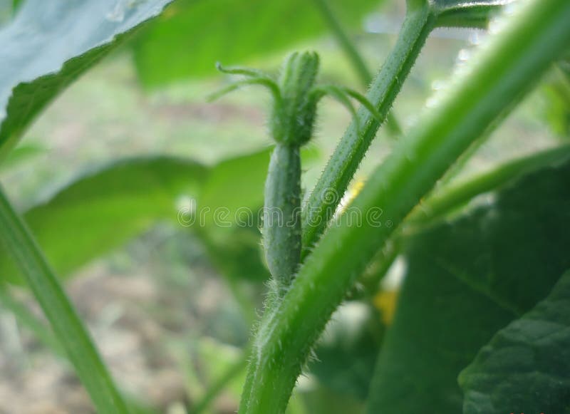 Long Cucumber, Cultivation, Development and Growth. Stock Photo - Image ...