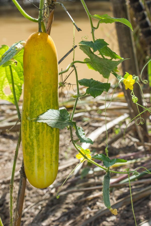 Long Cucumber on Nature Background Stock Image - Image of greenhouse ...