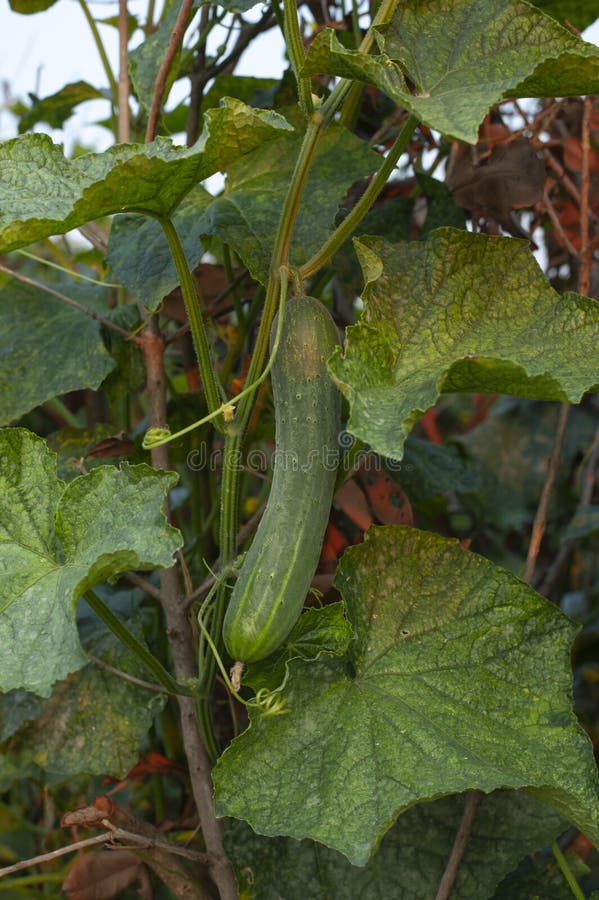 Long Cucumbers Grow in an Agricultural Garden Stock Photo - Image of ...