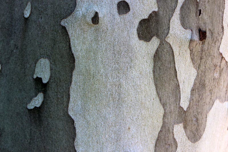 Interesting Background of Curving Lines of Tree Bark in Various Colors ...