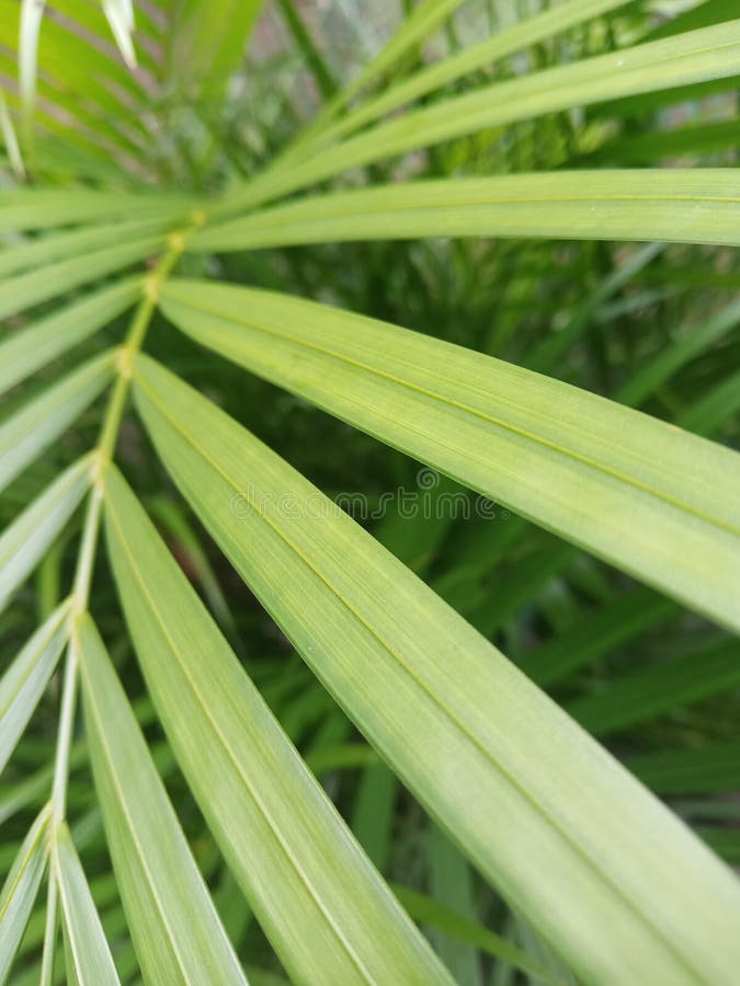Long Dangling Green Leaves Background Stock Image - Image of leaves ...