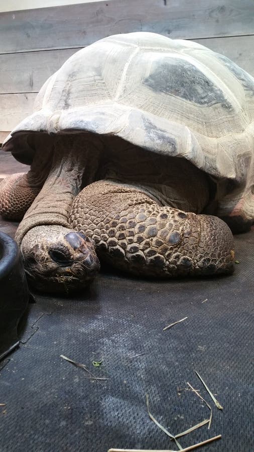 Long day stock photo. Image of cool, tortoise, long, high - 52809726