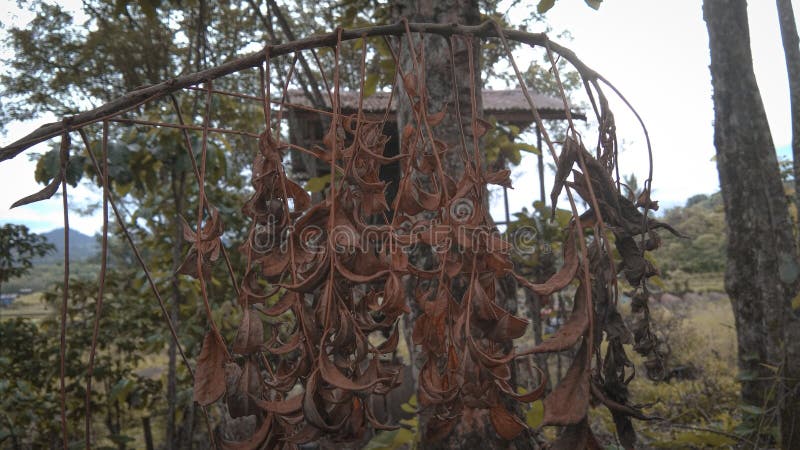 Long dead and dried leaves stock image. Image of flower - 277577991