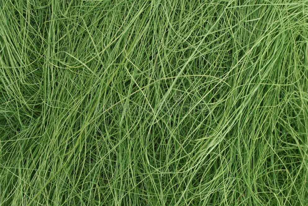 Long deep green grass stock photo. Image of pasture - 224215924