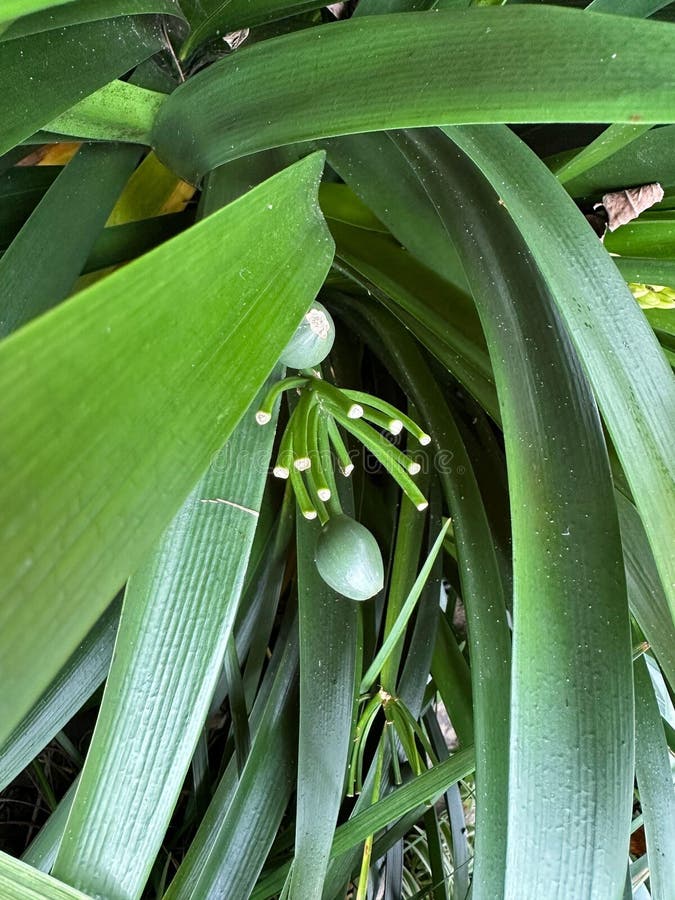 Long, Deep Green Leaves Surround a Cluster of Developing Flower Buds ...