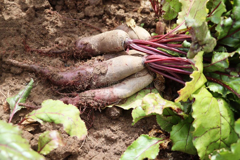 Long Deep Red Cylinder Shape Beet Harvested in the Garden Stock Image ...