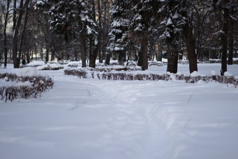Long and Deep Snowy Path in Winter Forest Stock Photo - Image of forest ...