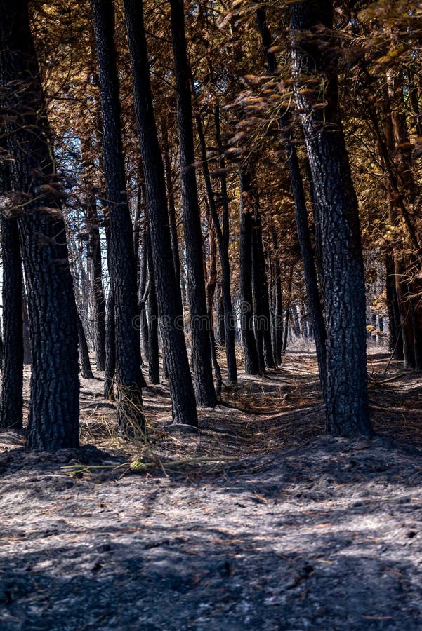The Sad and Desolate Interior of a Burnt Pine Forest after a Wildfire ...