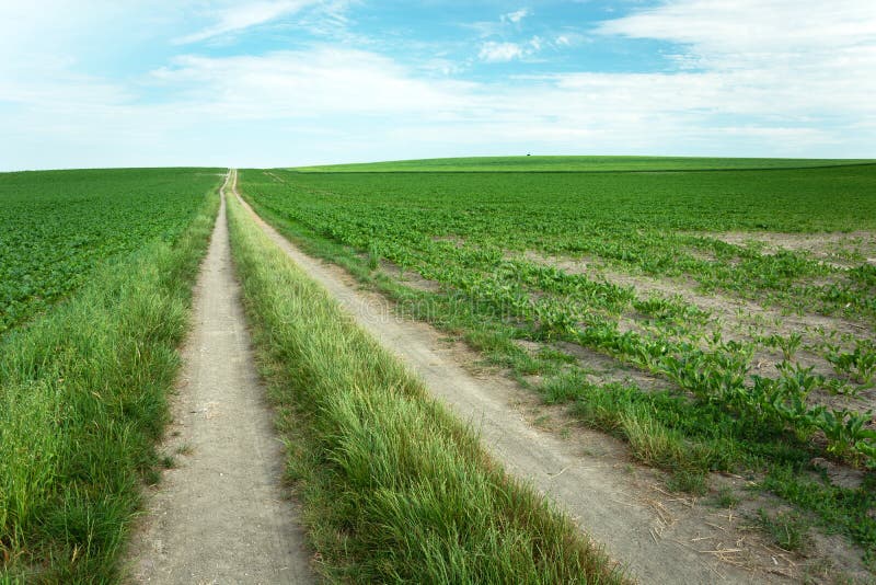 A Long Dirt Road between Fields, Horizon and Clouds on a Blue Sky, Staw ...