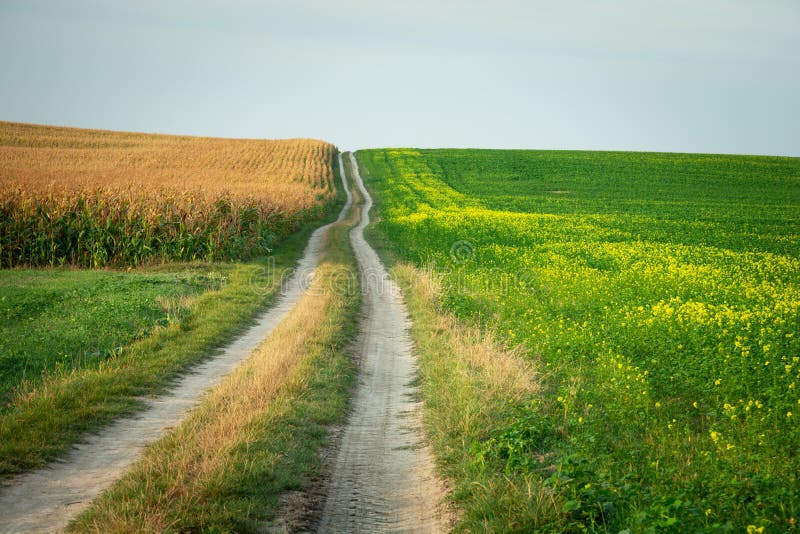 Long Dirt Road, Rapeseed and Maize Fields, Rural Summer View Stock ...