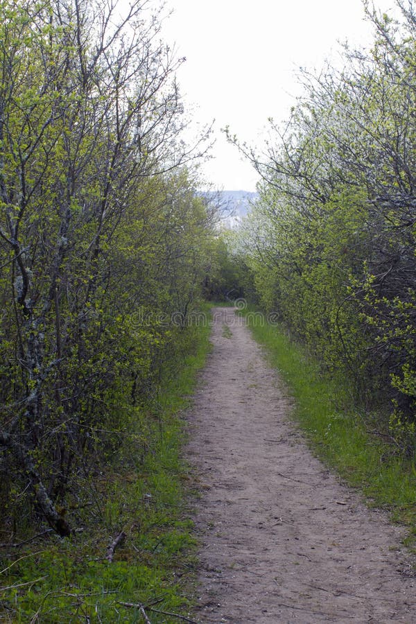 Long Dirt Track through Springtime Quickthorn Shrubs for Life Concept ...