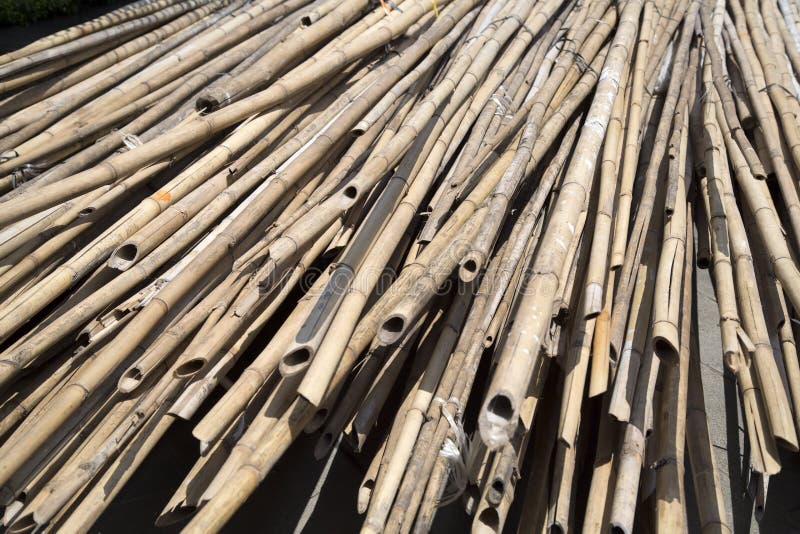 Dried bamboo shoots stock photo. Image of life, dried - 47857294