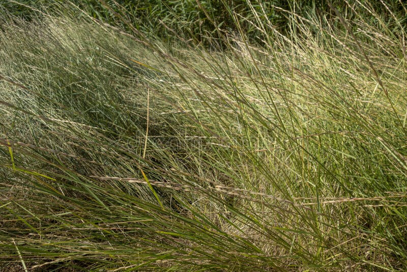 Long Dried Grass in Danube Delta, Romania. Texture Image Stock Image ...