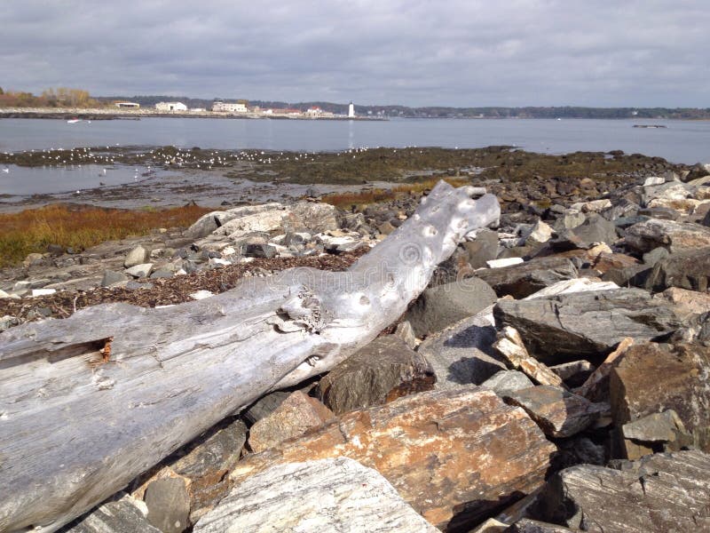 Long driftwood stock image. Image of washed, long, ocean - 46361333