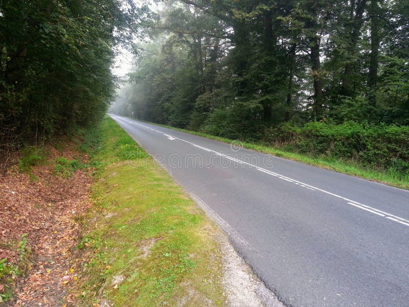 Long Drive Amidst the Nature Stock Photo - Image of forest, drive ...