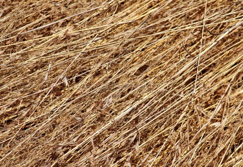 Long dry grass background stock photo. Image of natural - 123907220