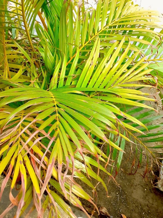 Long and Dry Leaves of a Plant Stock Image - Image of flora, green ...