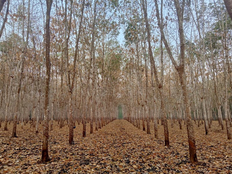 Long Dry Season Under Deciduous Trees Stock Photo - Image of wetland ...
