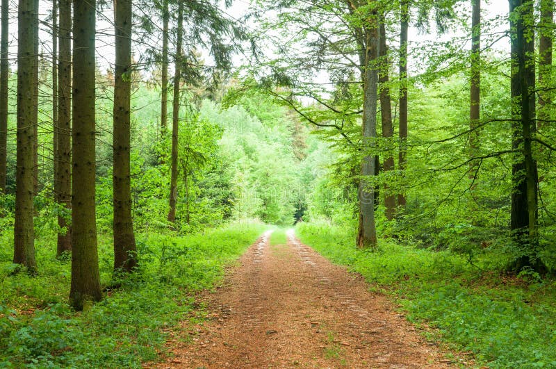 Long Dusty Trail through a Bright Green Lush Forest Stock Photo - Image ...
