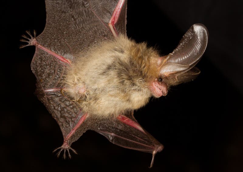 Long-eared Bat Plecotus Auritus Stock Image - Image of vampire ...