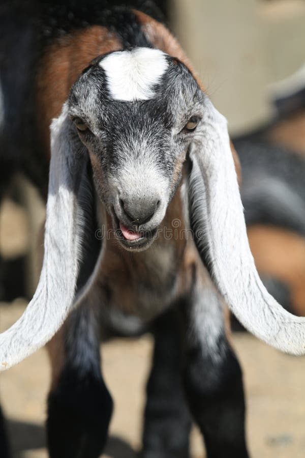 Long Eared Goat stock image. Image of goat, farmland - 49109299