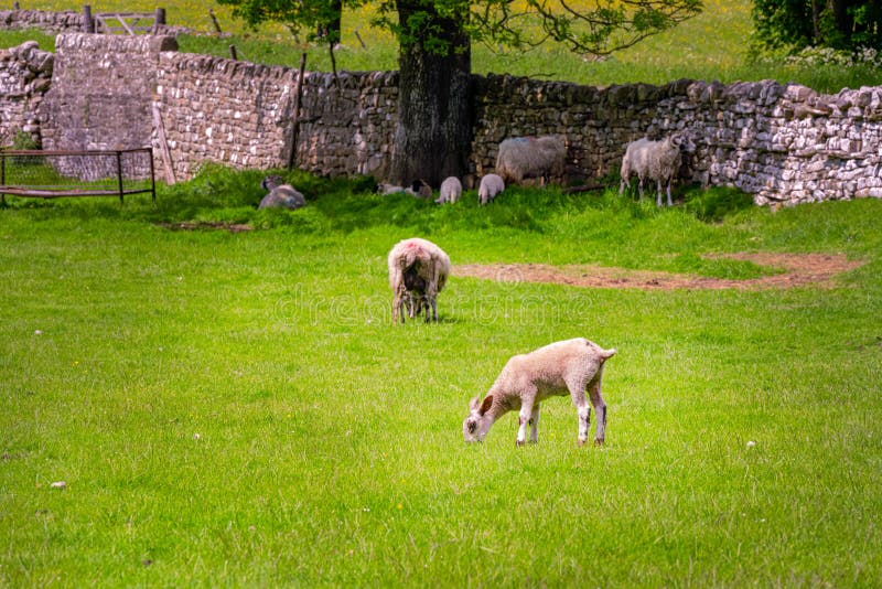 Sheep Long Ears Fleece Stock Photos - Free & Royalty-Free Stock Photos ...