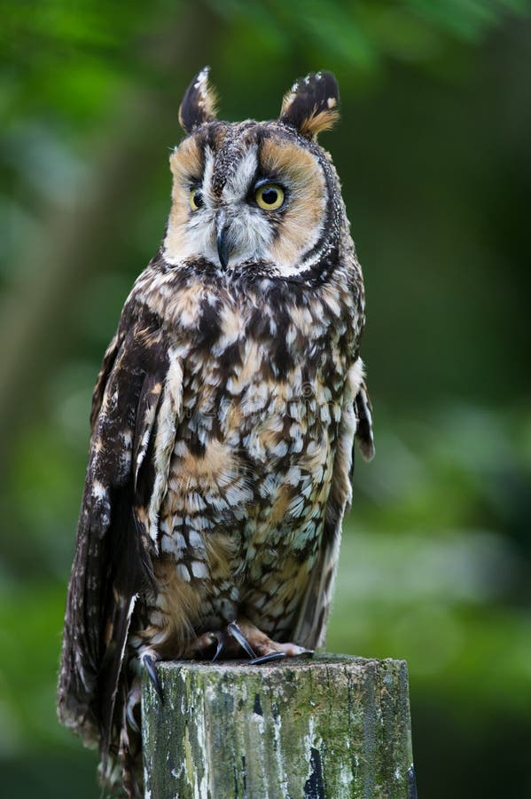 Flying owl stock image. Image of nature, rock, animal - 5169145