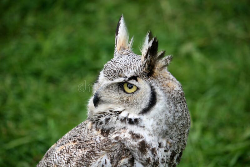 Long eared owl stock photo. Image of beak, bird, perch - 21692958