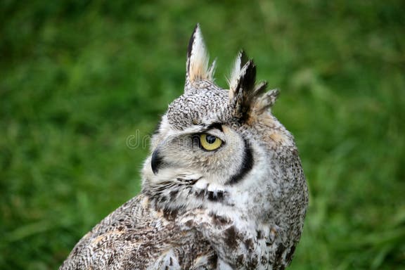 Long eared owl stock photo. Image of beak, bird, perch - 21692958