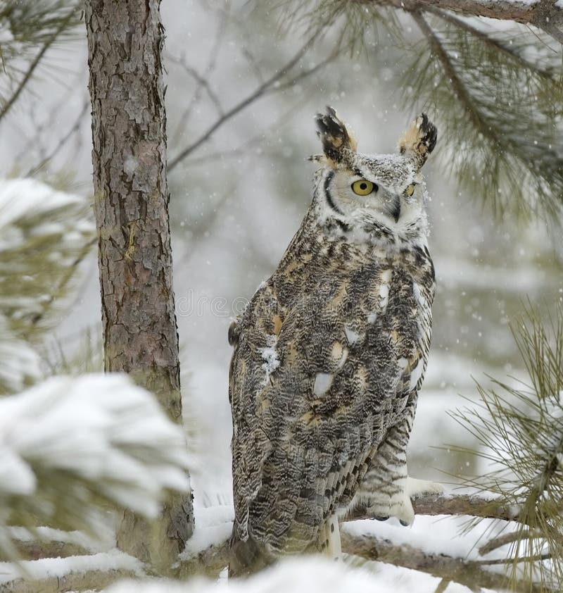35+ Long eared owl Free Stock Photos - StockFreeImages