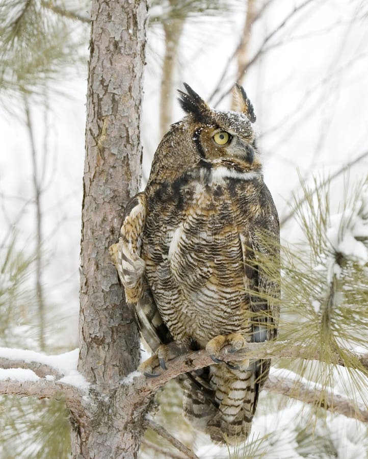 Long eared owl stock photo. Image of feathers, plumage - 6490446