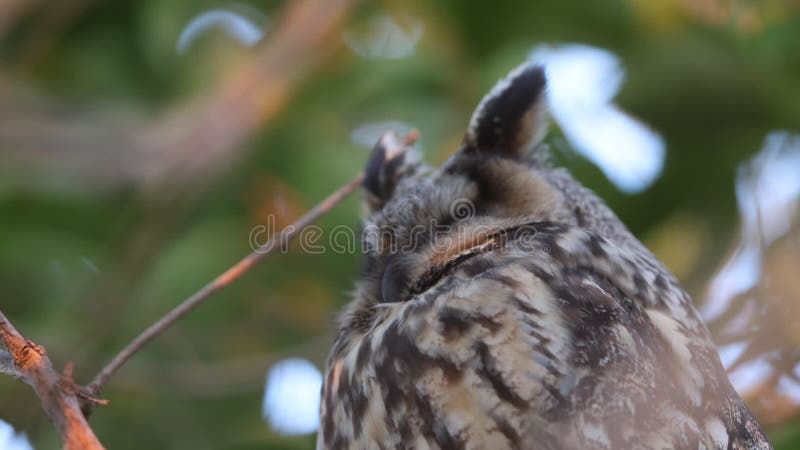 Long-eared Owl (Asio Otus) in Japan Stock Video - Video of eared, otus ...